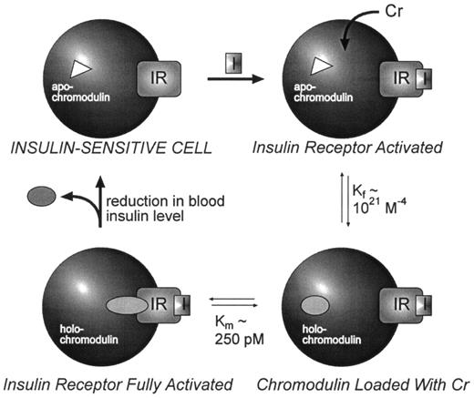 Role of Chromium in Human Health and in Diabetes | Diabetes Care ...