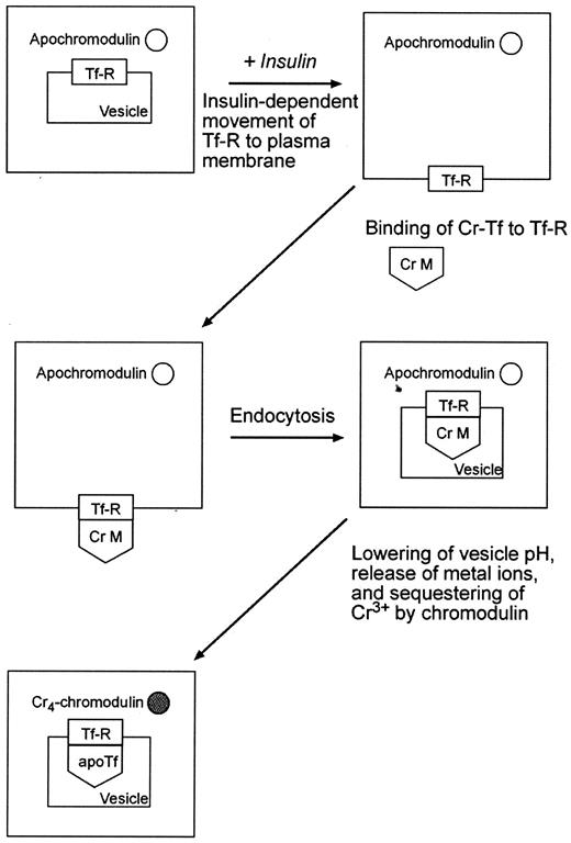 Role of Chromium in Human Health and in Diabetes | Diabetes Care ...