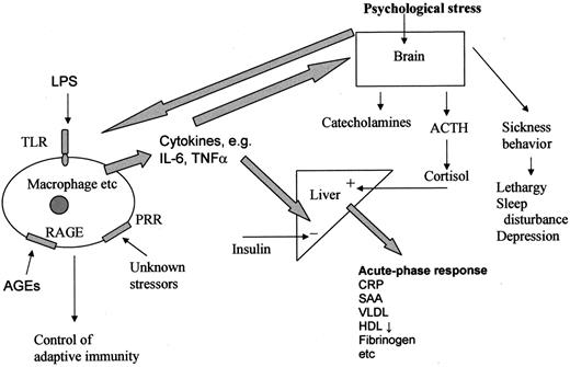 Inflammation and Activated Innate Immunity in the Pathogenesis of Type ...