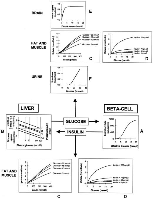 Use and Abuse of HOMA Modeling | Diabetes Care | American Diabetes ...
