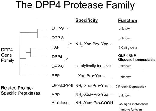 Dipeptidyl Peptidase-4 Inhibition and the Treatment of Type 2 Diabetes ...