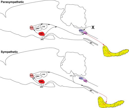 Glucose Sensing During Hypoglycemia: Lessons From the Lab | Diabetes ...