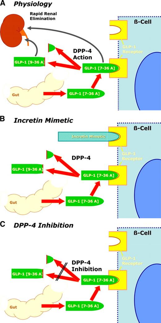 Incretin-Based Therapies | Diabetes Care | American Diabetes Association