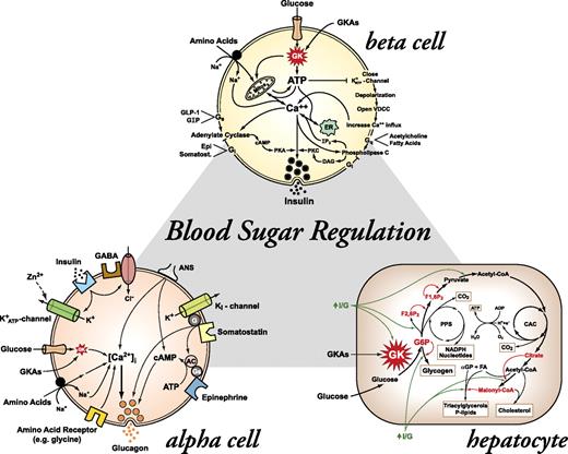Glucokinase Activators for Diabetes Therapy | Diabetes Care | American ...