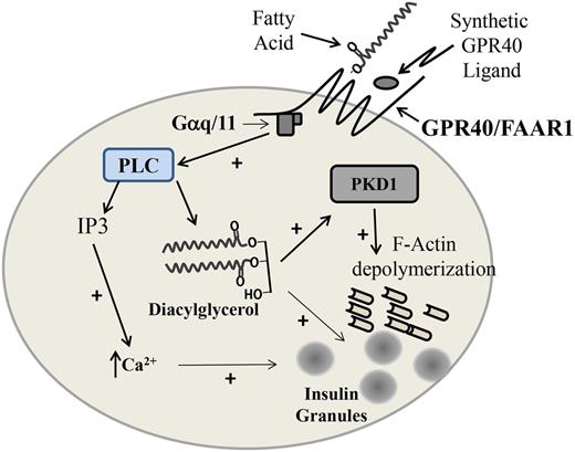 Activation of GPR40 as a Therapeutic Target for the Treatment of Type 2 ...