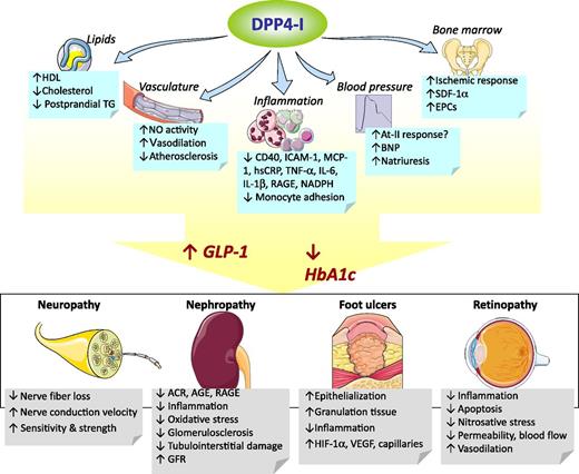 The Effects of Dipeptidyl Peptidase-4 Inhibition on Microvascular ...