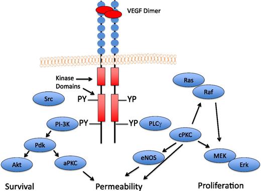 Ocular Anti-VEGF Therapy for Diabetic Retinopathy: The Role of VEGF in ...