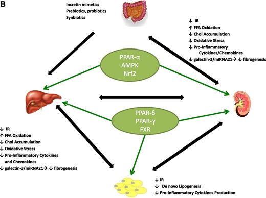 Fatty Liver and Chronic Kidney Disease: Novel Mechanistic Insights and ...