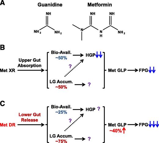 Mechanism of Metformin: A Tale of Two Sites | Diabetes Care | American ...