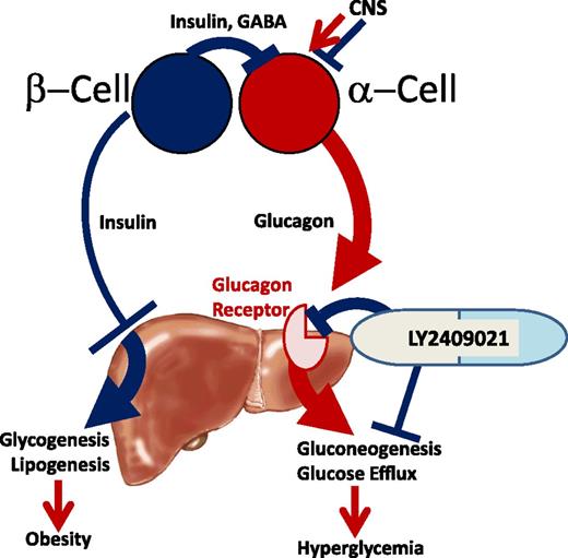Clinical Trials, Triumphs, and Tribulations of Glucagon Receptor ...