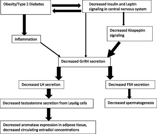 Hypogonadotropic Hypogonadism in Men With Diabesity | Diabetes Care ...