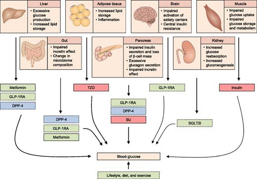 SGLT2 Inhibitors in Combination Therapy: From Mechanisms to Clinical ...