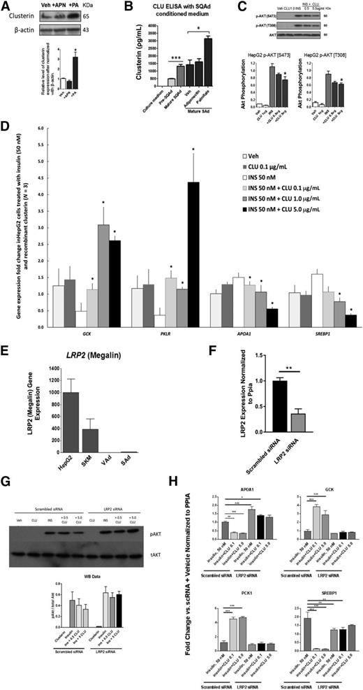 Clusterin Impairs Hepatic Insulin Sensitivity and Adipocyte Clusterin ...