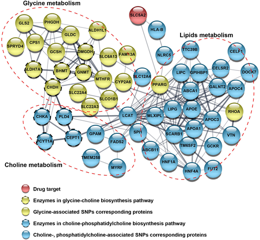 SGLT2 Inhibition, Choline Metabolites, and Cardiometabolic Diseases: A ...