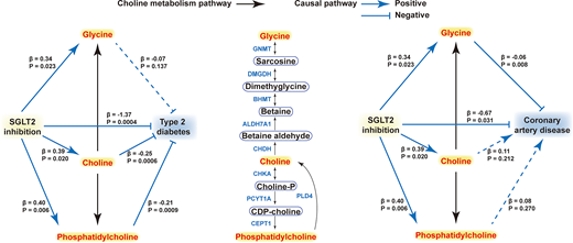 SGLT2 Inhibition, Choline Metabolites, and Cardiometabolic Diseases: A ...