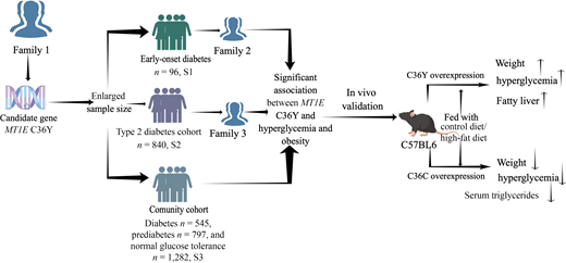 Rare Variant in Metallothionein 1E Increases the Risk of Type 2 ...