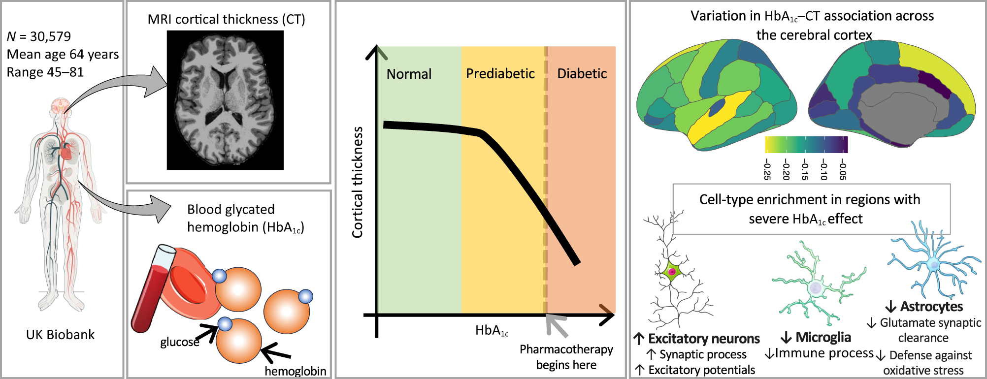 Prediabetic HbA1c and Cortical Atrophy: Underlying Neurobiology ...