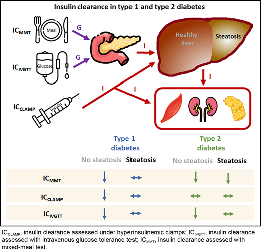 Reduced Insulin Clearance Differently Relates to Increased Liver Lipid ...