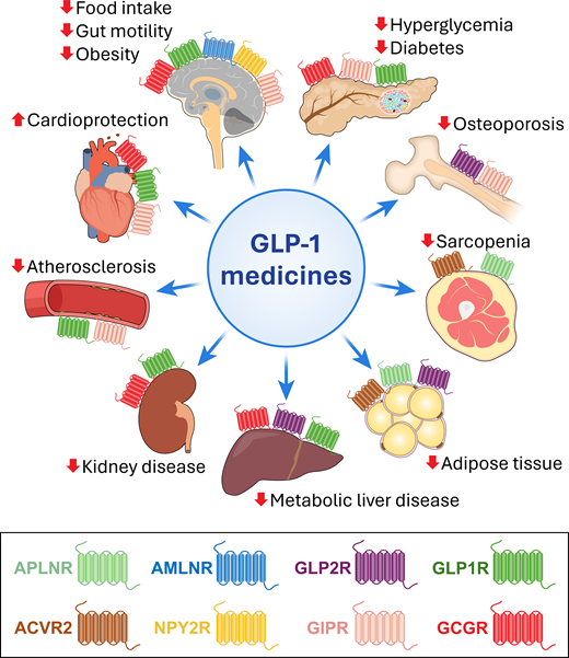 Efficacy and Safety of GLP-1 Medicines for Type 2 Diabetes and Obesity ...