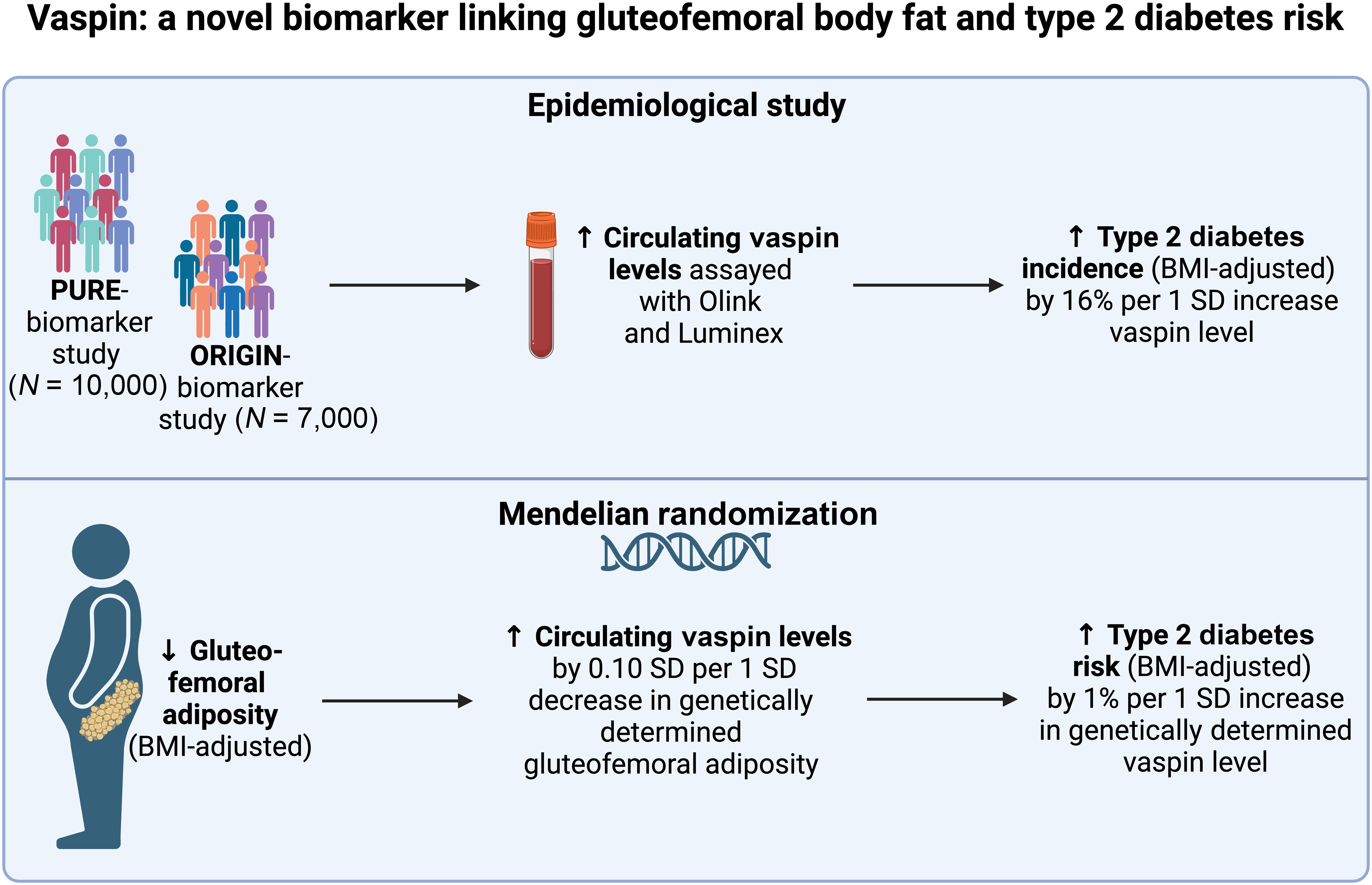 Vaspin: A Novel Biomarker Linking Gluteofemoral Body Fat and Type 2 ...