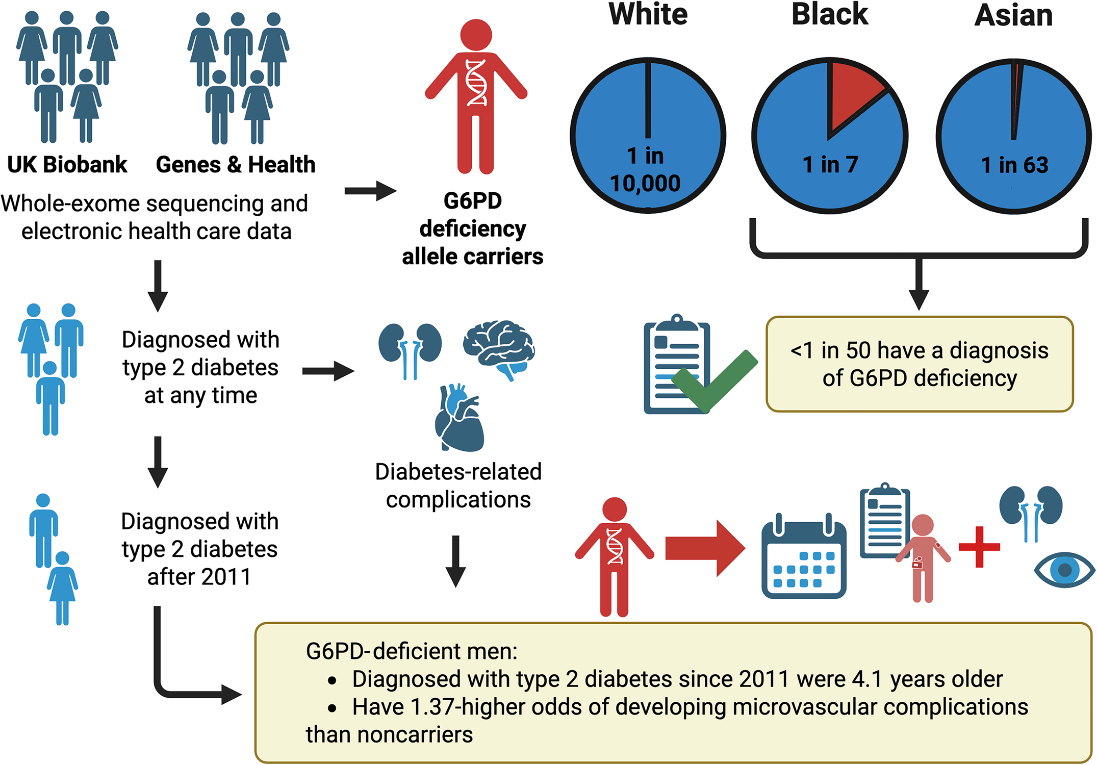 Undiagnosed G6PD Deficiency in Black and Asian Individuals Is Prevalent ...