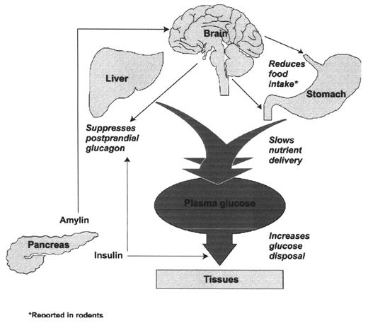 Amylin Replacement With Pramlintide in Type 1 and Type 2 Diabetes: A ...