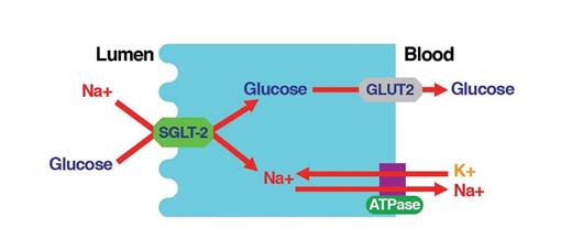 SGLT-2 Inhibitors: A New Mechanism for Glycemic Control | Clinical ...