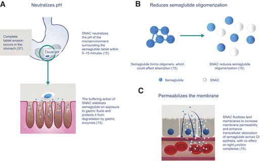 Current Understanding of Sodium N-(8-[2-Hydroxylbenzoyl] Amino ...