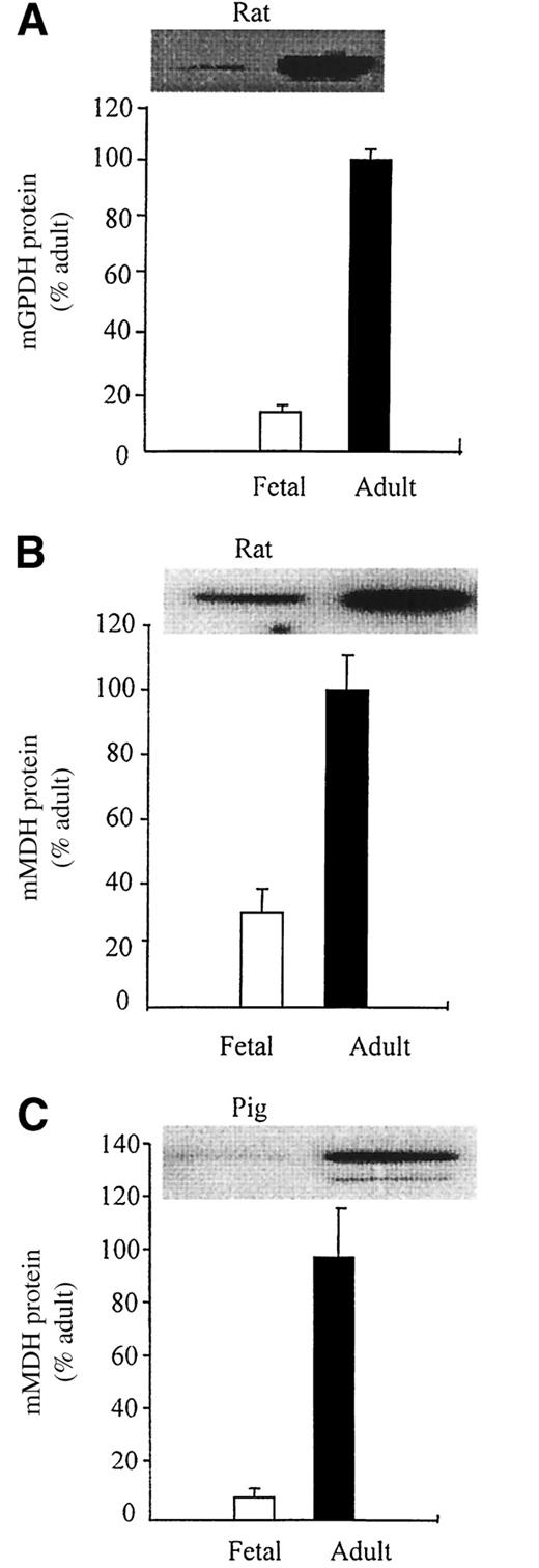 Role of NADH Shuttles in Glucose-Induced Insulin Secretion From Fetal β ...