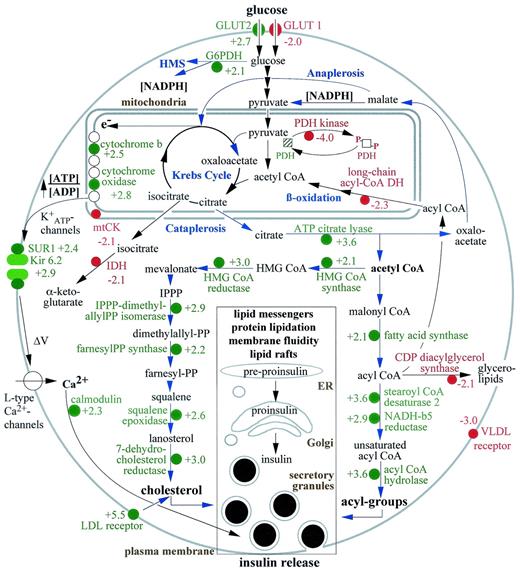 Critical Role for Cataplerosis via Citrate in Glucose-Regulated Insulin ...