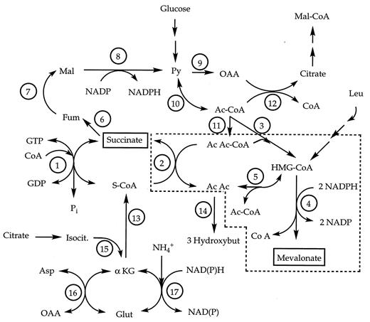 The Succinate Mechanism of Insulin Release | Diabetes | American ...