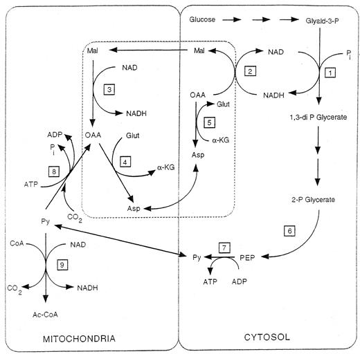 The Succinate Mechanism of Insulin Release | Diabetes | American ...