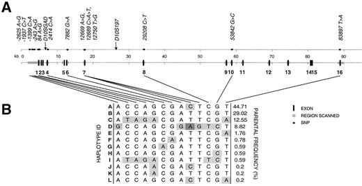 A Comprehensive, Statistically Powered Analysis of GAD2 in Type 1 ...