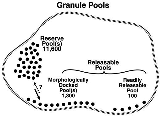 Triggering and Augmentation Mechanisms, Granule Pools, and Biphasic ...