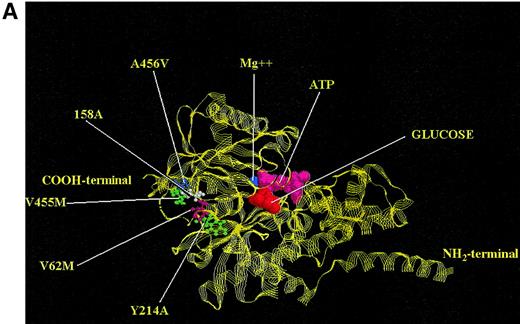 Regulation of Pancreatic β-Cell Glucokinase | Diabetes | American ...