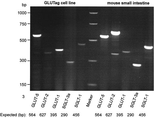 A Novel Glucose-Sensing Mechanism Contributing to Glucagon-Like Peptide ...