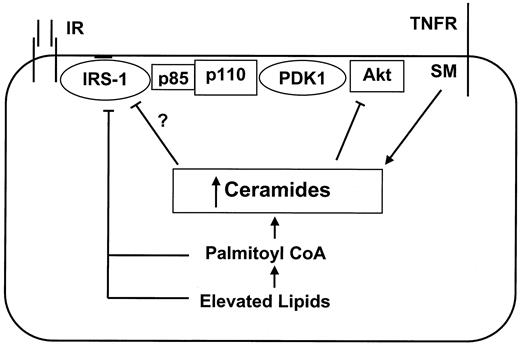 Ceramide Content Is Increased in Skeletal Muscle From Obese Insulin ...