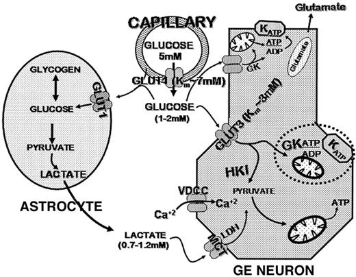 Neuronal Glucosensing | Diabetes | American Diabetes Association