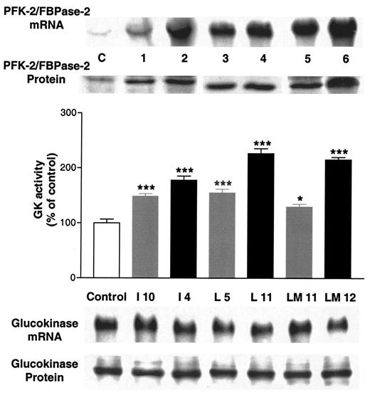 Interaction of 6-Phosphofructo-2-Kinase/Fructose-2,6-Bisphosphatase ...