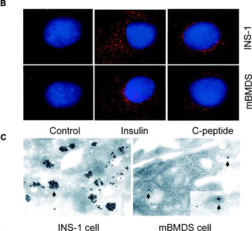 In Vivo and In Vitro Characterization of Insulin-Producing Cells ...