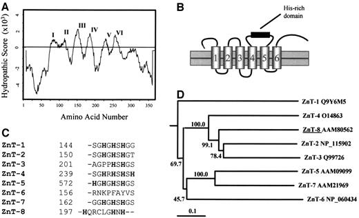 Identification and Cloning of a β-Cell–Specific Zinc Transporter, ZnT-8 ...
