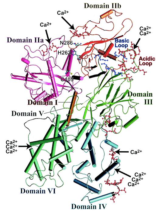 Structure, Activation, and Biology of Calpain | Diabetes | American ...