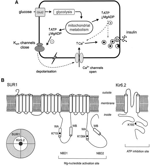 Metabolic Regulation of the Pancreatic Beta-Cell ATP-Sensitive K+ ...