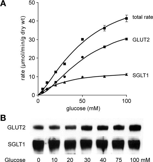 Apical GLUT2 | Diabetes | American Diabetes Association
