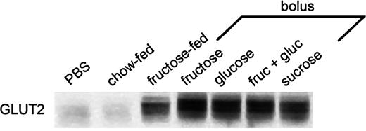 Apical GLUT2 | Diabetes | American Diabetes Association