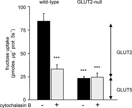 Apical GLUT2 | Diabetes | American Diabetes Association
