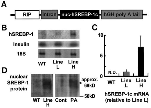 Transgenic Mice Overexpressing Nuclear SREBP-1c in Pancreatic β-Cells ...