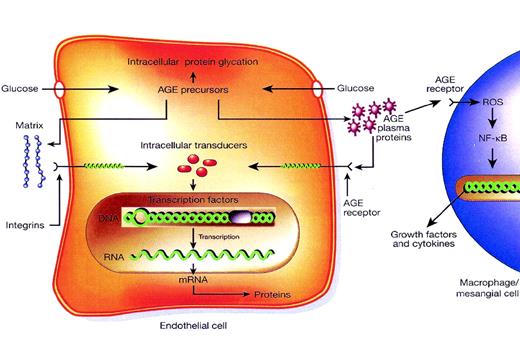 The Pathobiology of Diabetic Complications | Diabetes | American ...