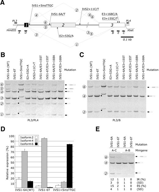 Variants in the Human Insulin Gene That Affect Pre-mRNA Splicing ...