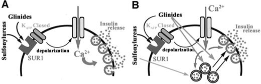 Imaging Docking and Fusion of Insulin Granules Induced by Antidiabetes ...